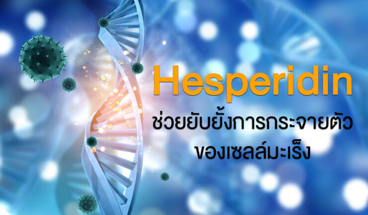 Hesperidin (เฮสเพอริดิน) ช่วยยับยั้งการกระจายตัวของเซลล์มะเร็ง